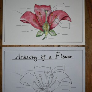 Flower Anatomy Poster - Etsy
