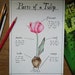 Tulip Anatomy Poster - Etsy