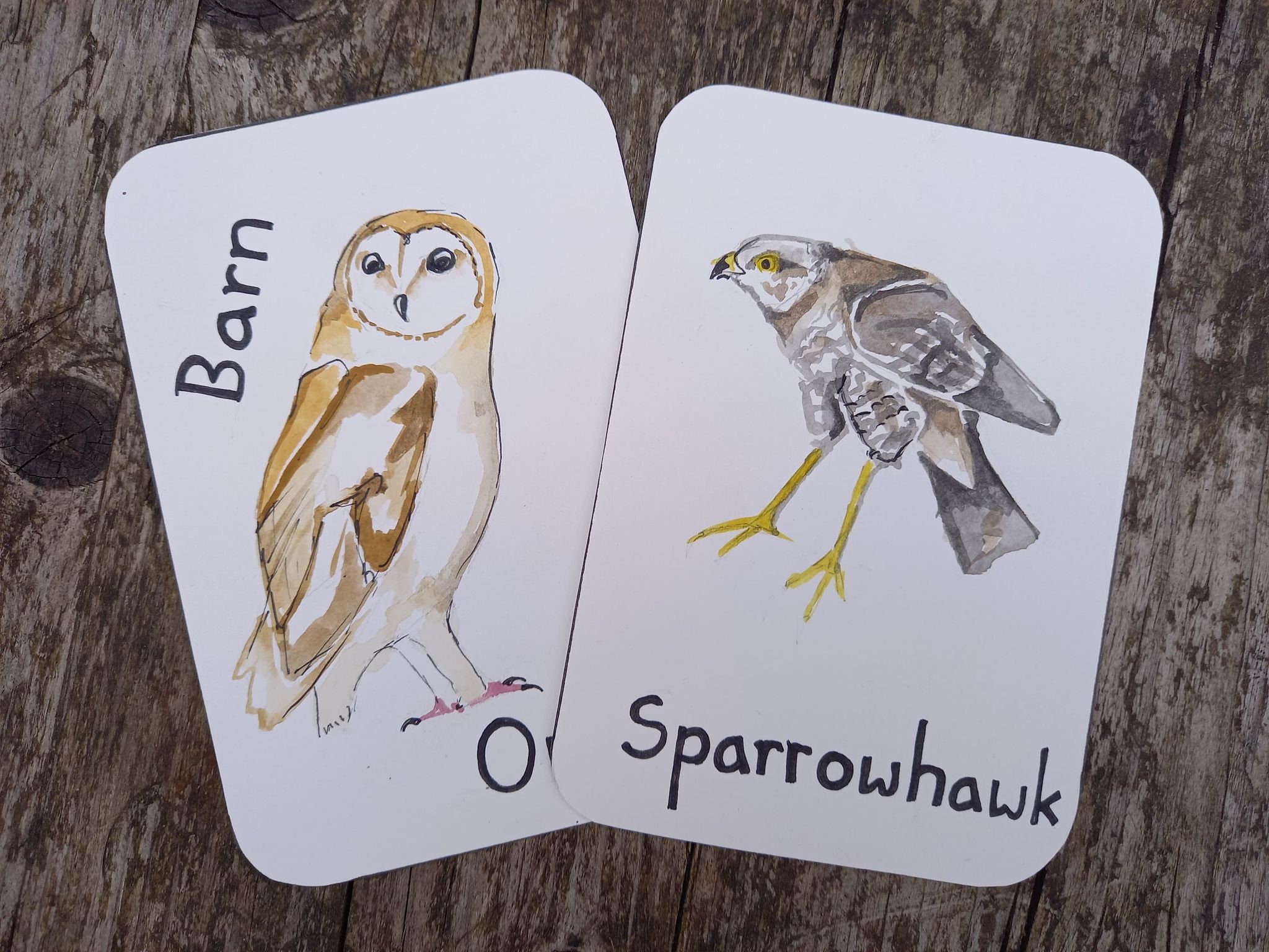 Birds of Prey Flashcards | British Nature Education - Etsy
