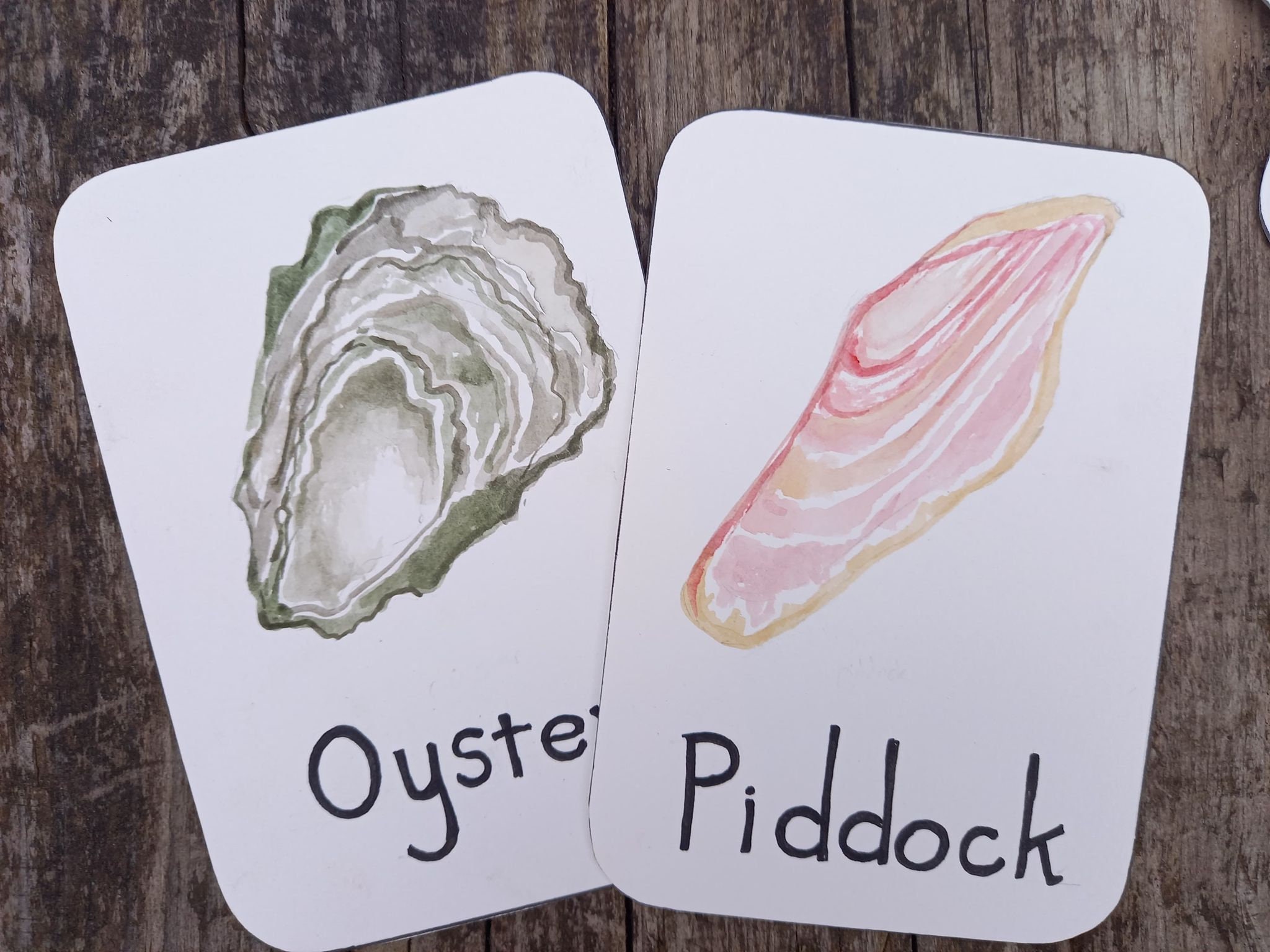 Seashell Flashcards | Nature Education - Etsy