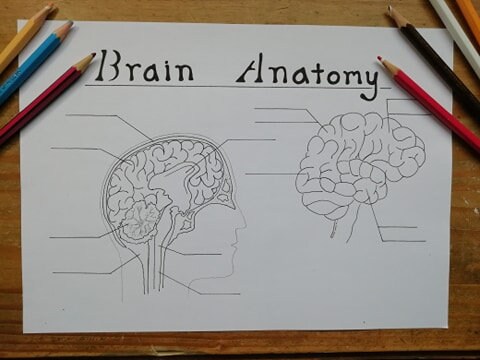 Human Anatomy Bundle Pack - Etsy