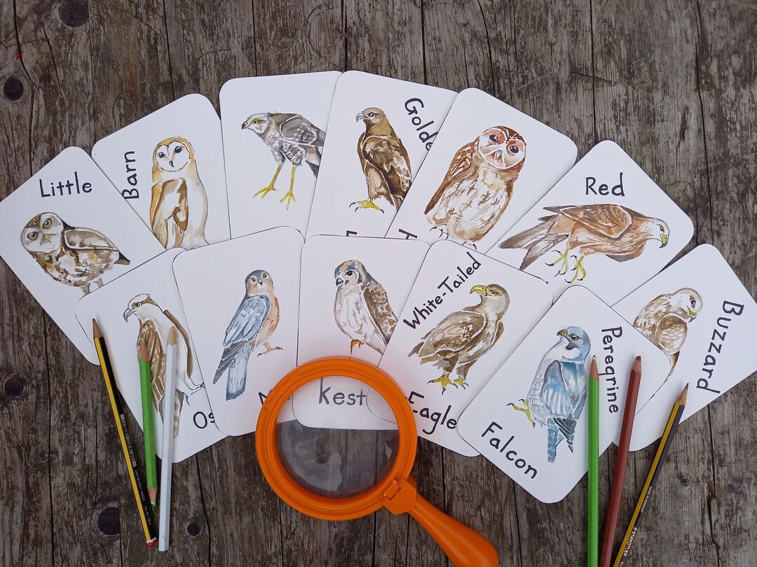 Birds of Prey Flashcards | British Nature Education - Etsy