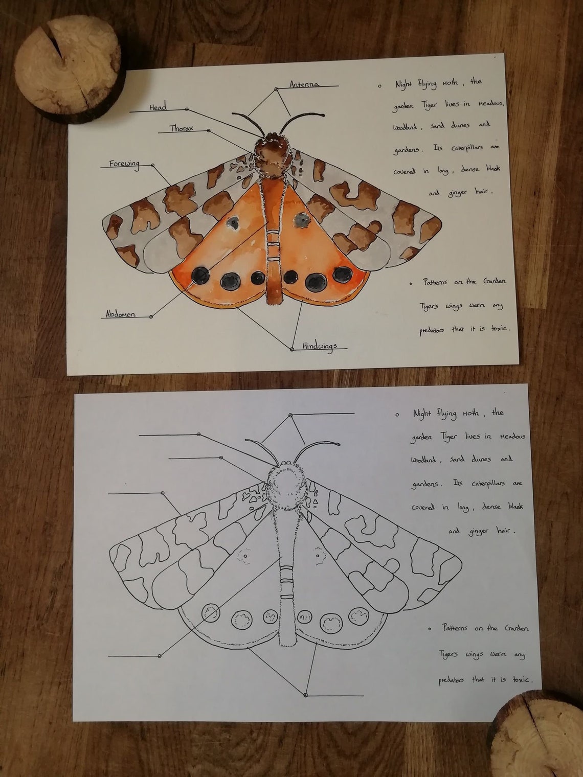 Moth Printable Pack | Etsy