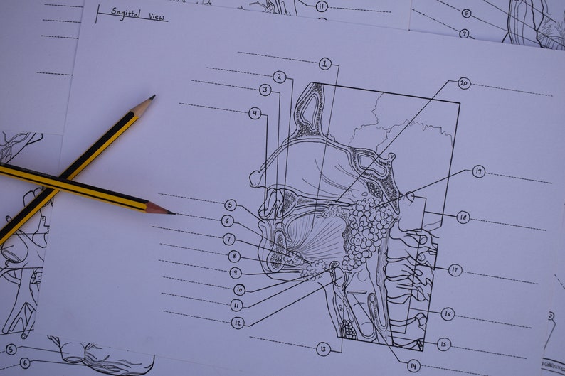 Skull Anatomy | Identification Fill - in Sheets. - Etsy