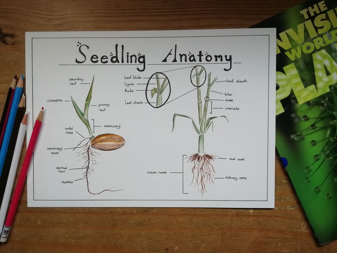 Seedling Anatomy Poster - Etsy