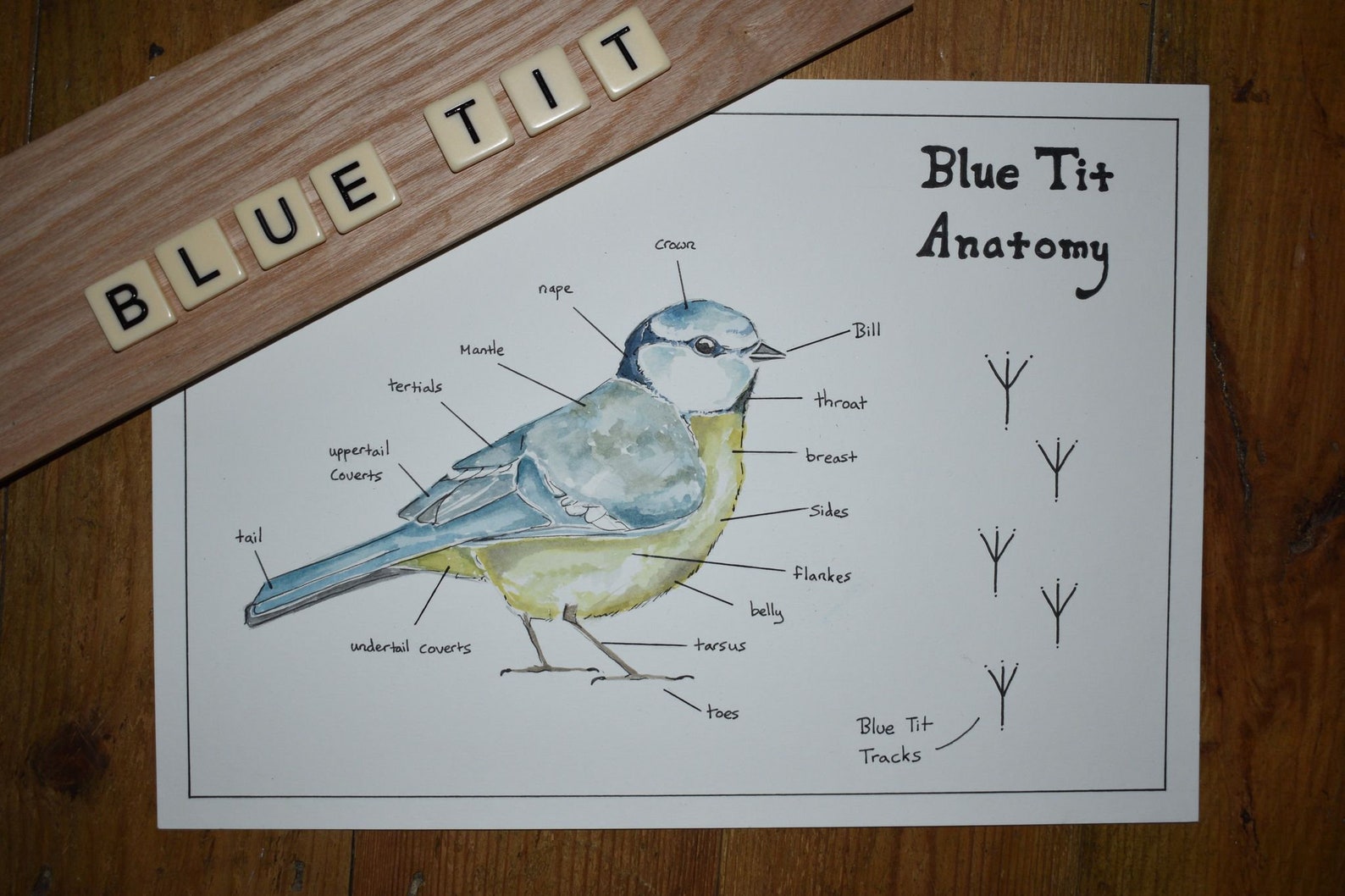 Blue Tit Anatomy Poster - Etsy