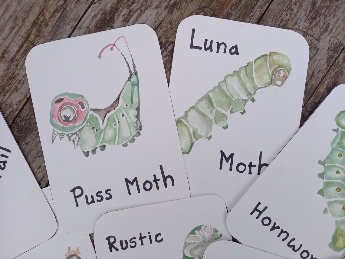 Caterpillar Flashcards | British Nature Education - Etsy