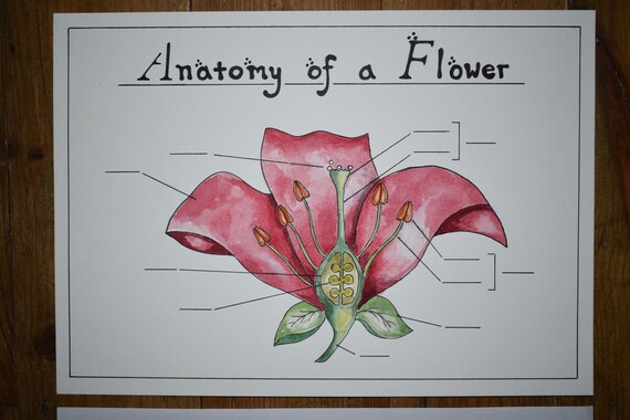 Flower Anatomy Poster | Etsy