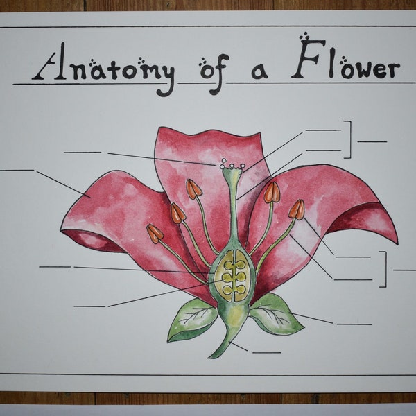Flower Anatomy Posters - Etsy