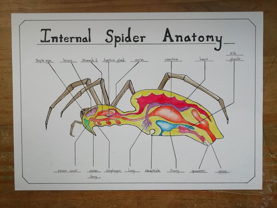 Spider Anatomy Poster/colouring Sheet | Etsy