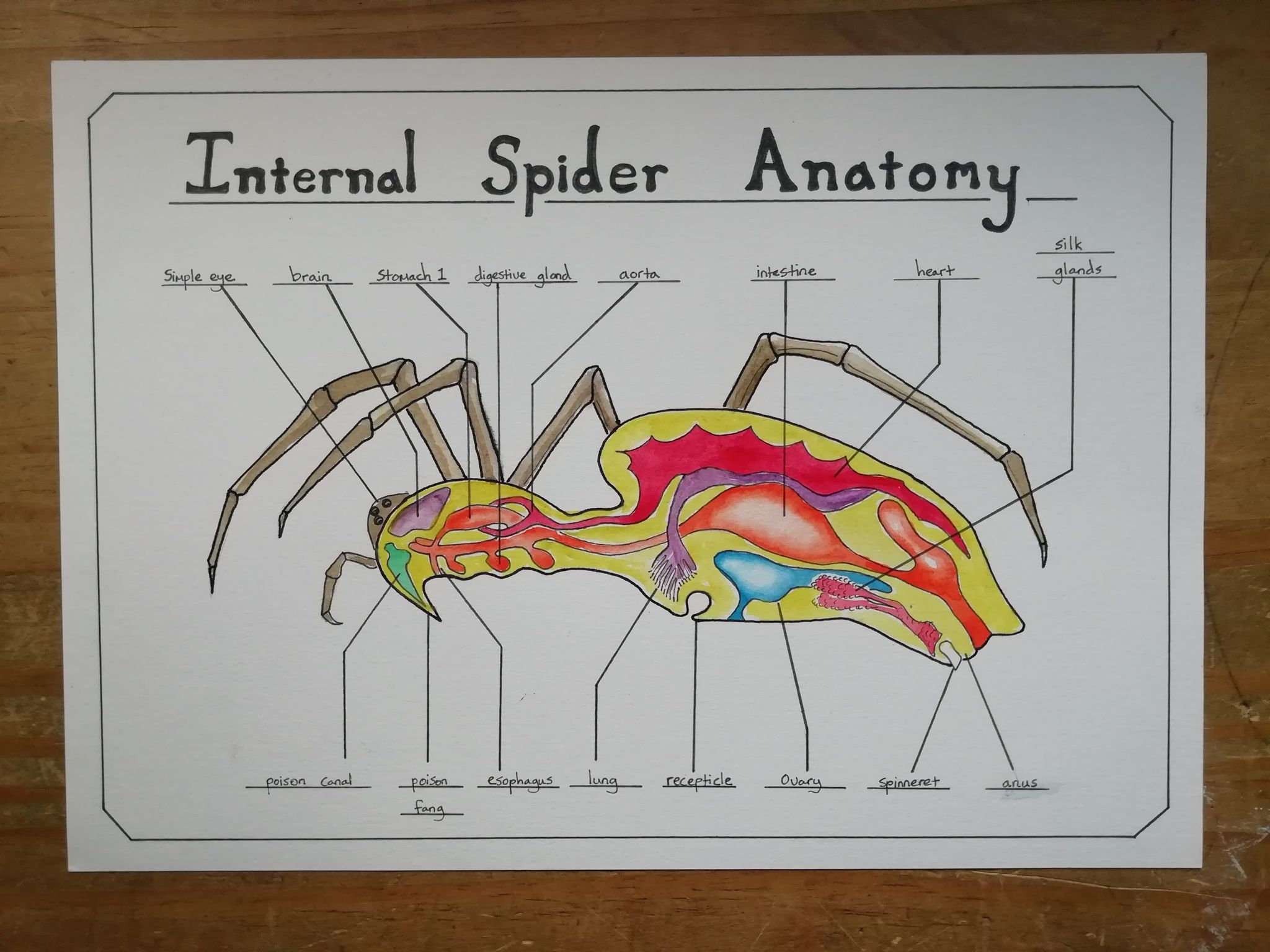 Spider Anatomy Diagram