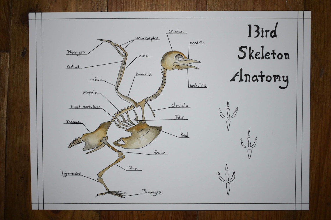 Bird Skeleton Anatomy Poster - Etsy