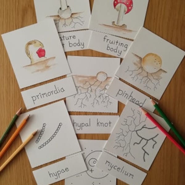 Fungi Identification Cards - Etsy