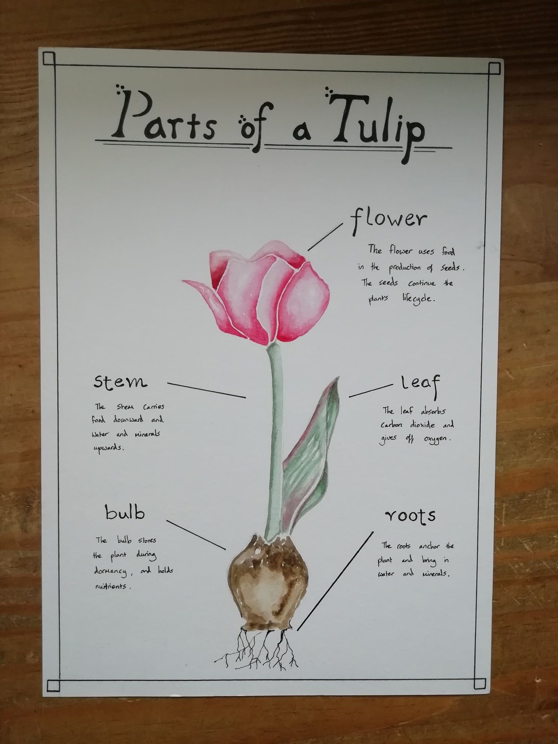 Tulip Anatomy Poster | Etsy