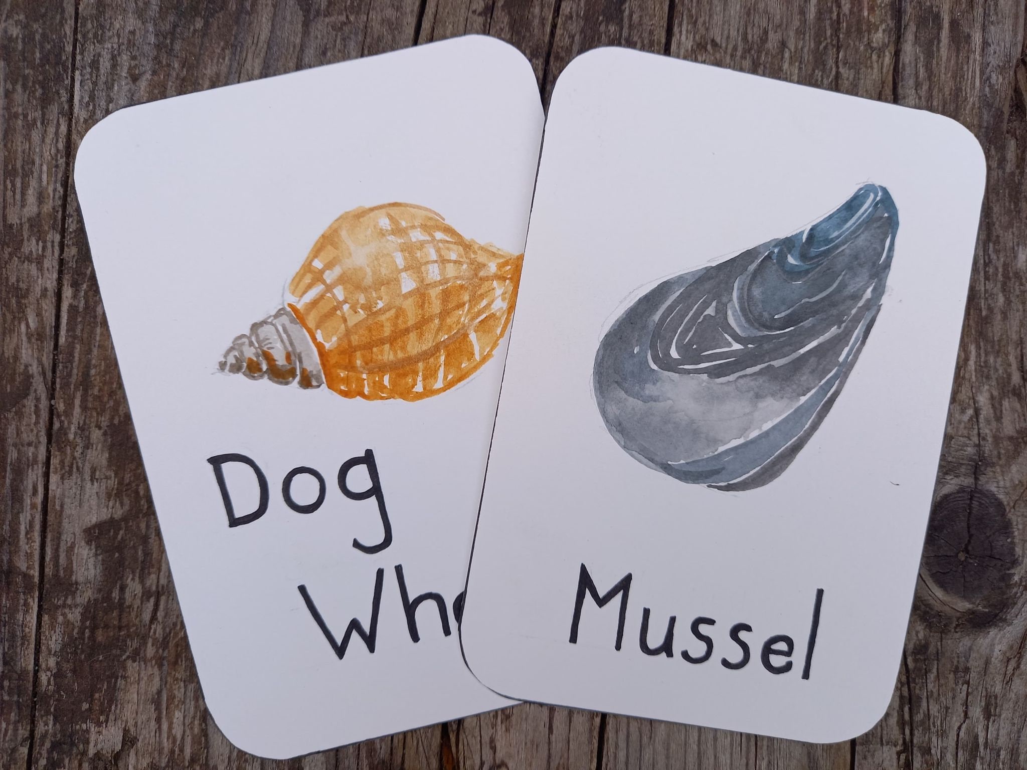 Seashell Flashcards | Nature Education - Etsy