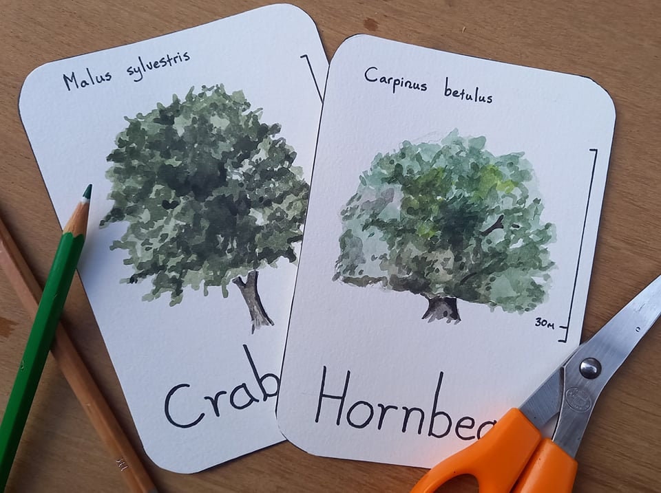 British Trees Flashcards, Identification | UK Nature Education ...