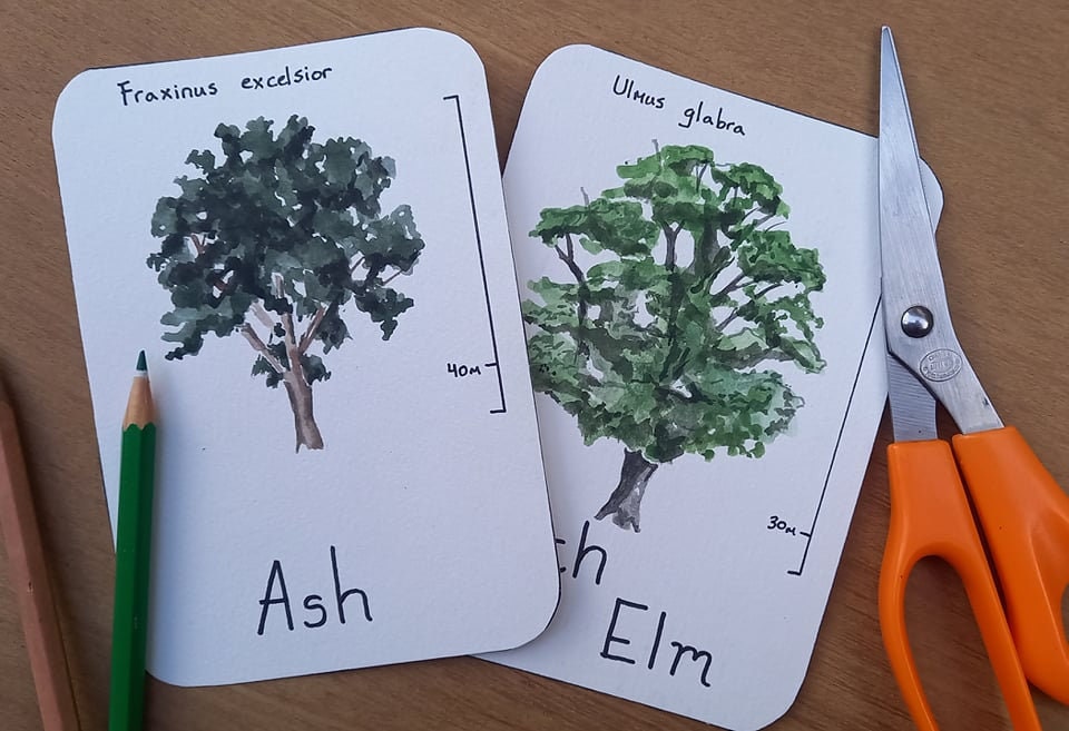 British Trees Flashcards, Identification | UK Nature Education ...