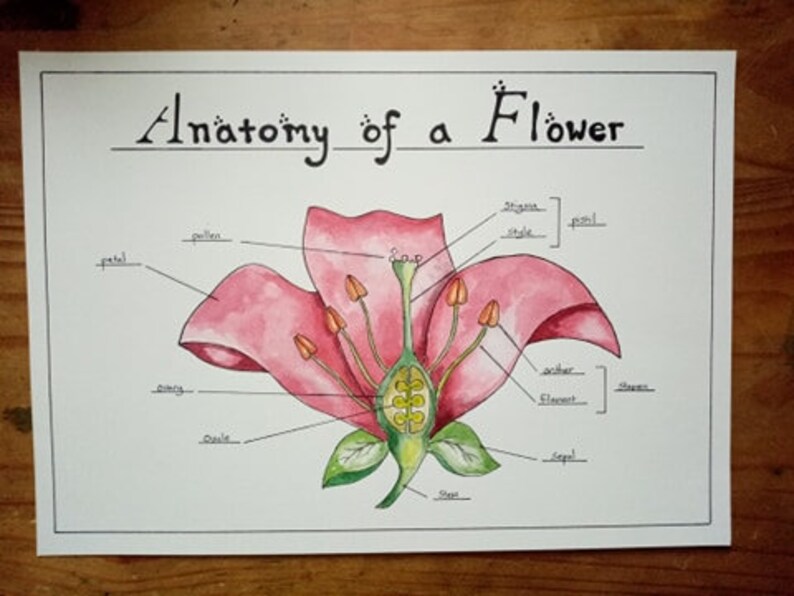 Flower Anatomy Poster - Etsy