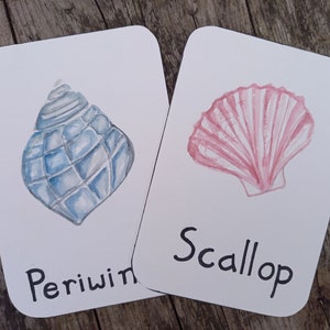 Seashell Flashcards | Nature Education - Etsy