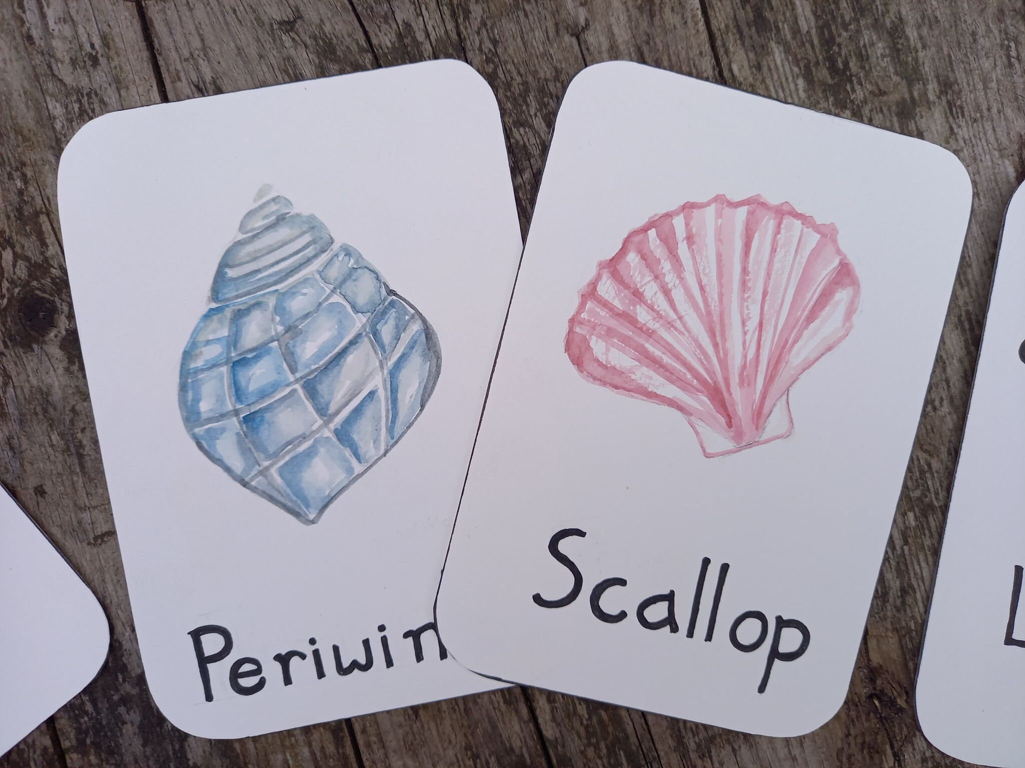 Seashell Flashcards | Nature Education - Etsy