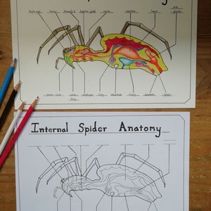 Spider Anatomy Poster/colouring Sheet - Etsy