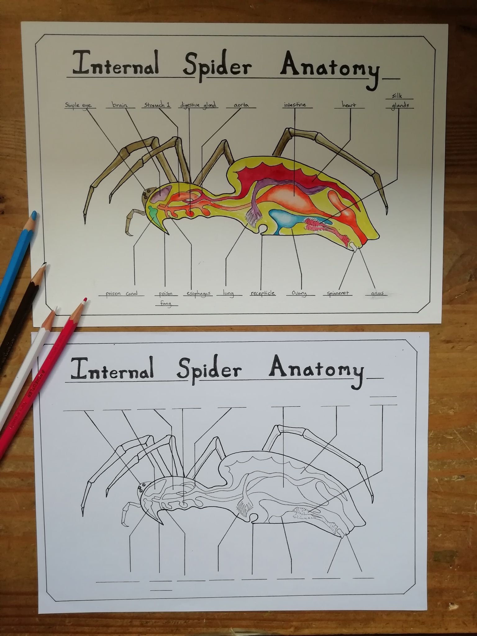 Buy Spider Anatomy Poster/colouring Sheet Online in India - Etsy