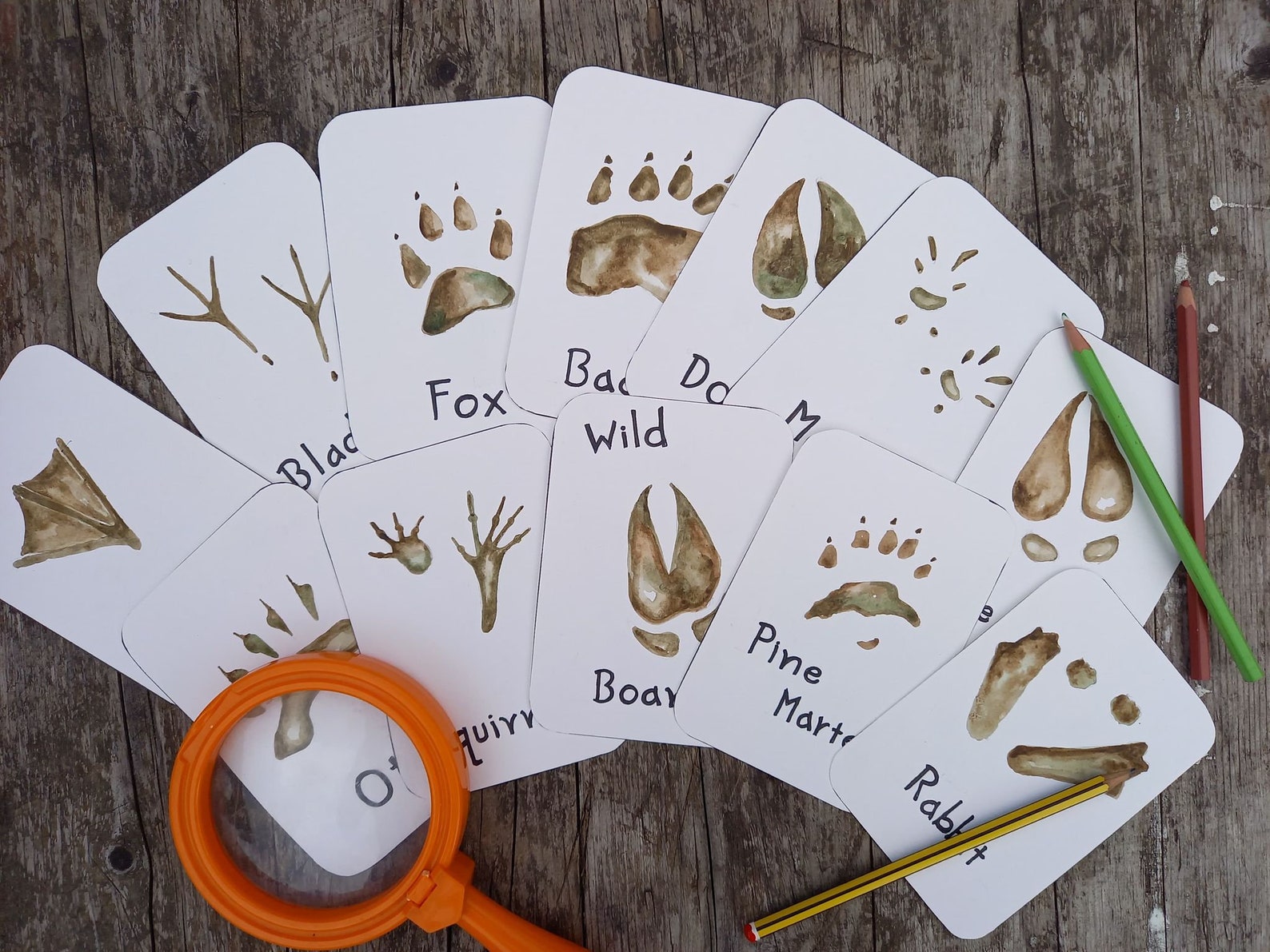 Animal Track Flashcards | British Nature Education - Etsy