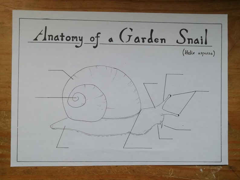 Garden Snail Anatomy Poster/colouring Sheet - Etsy