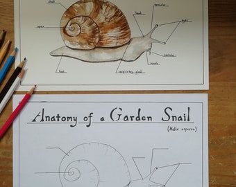 Snail Anatomy Poster | Etsy