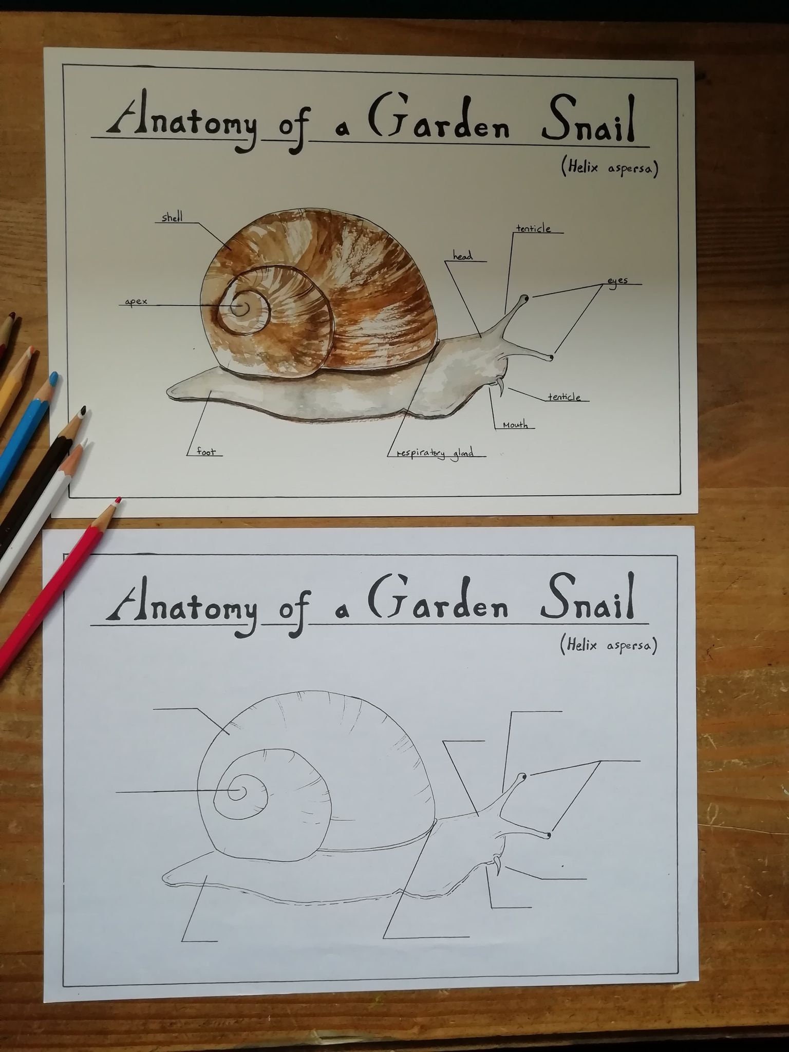 Garden Snail Anatomy Poster/colouring Sheet - Etsy UK
