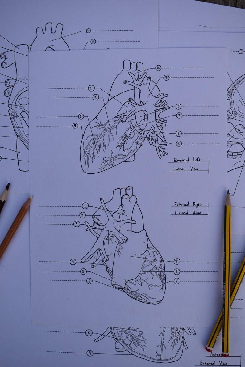 Heart Anatomy | Matching Fill-in Sheets. Scientific Body Anatomy - Etsy