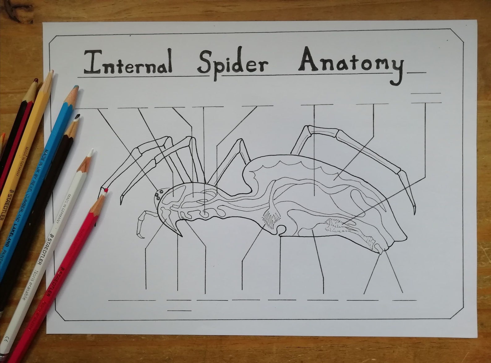 Spider Anatomy Poster/colouring Sheet - Etsy