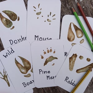 Animal Track Flashcards | British Nature Education - Etsy