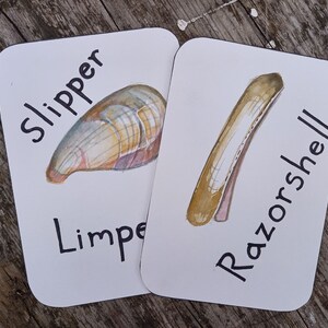 Seashell Flashcards | Nature Education - Etsy
