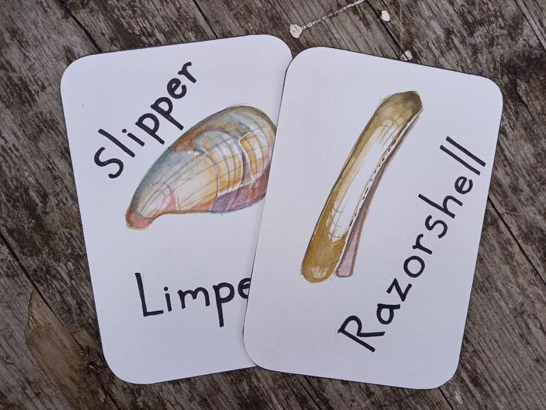 Seashell Flashcards | Nature Education - Etsy