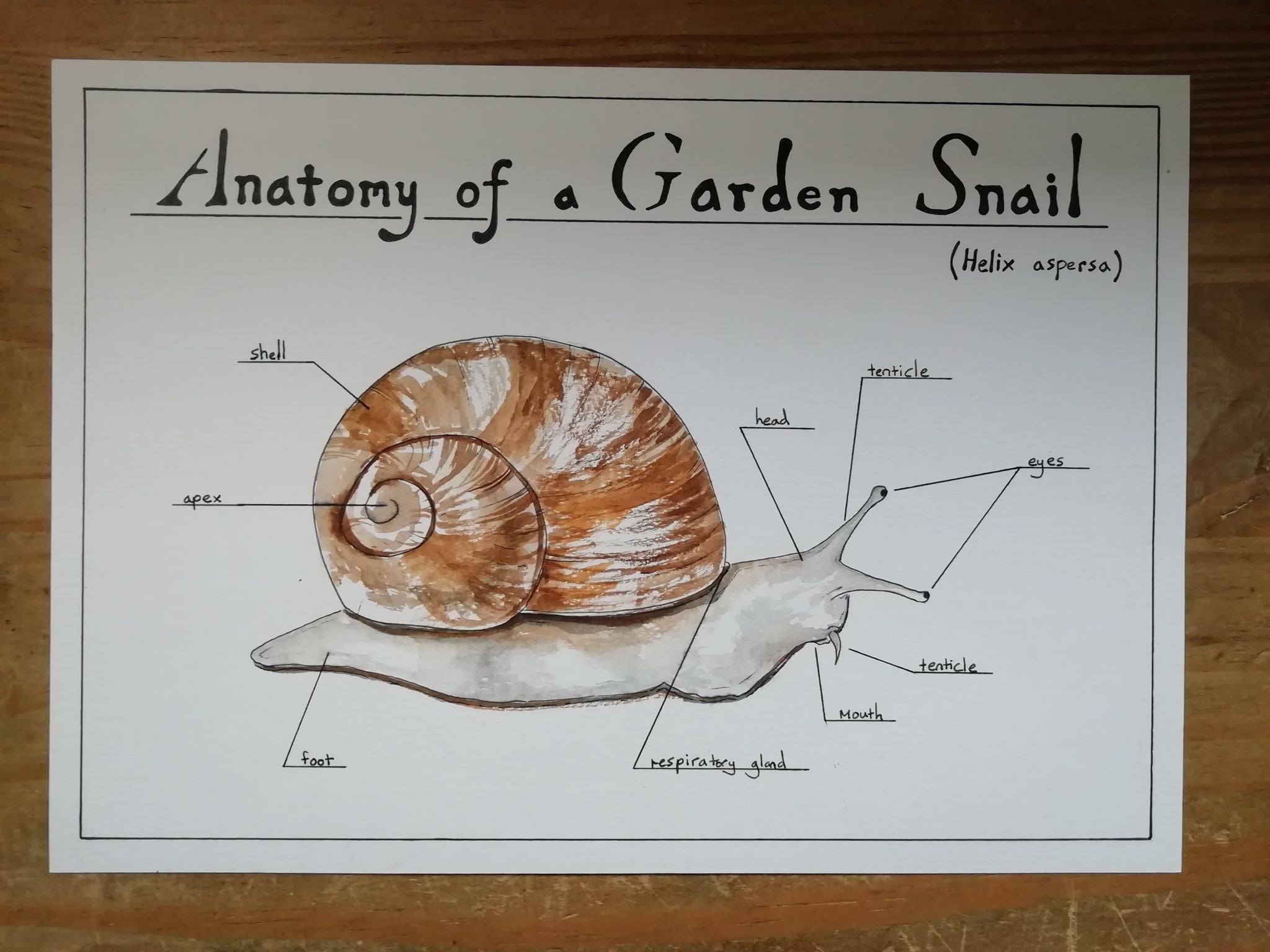 Garden Snail Anatomy Poster/colouring Sheet - Etsy
