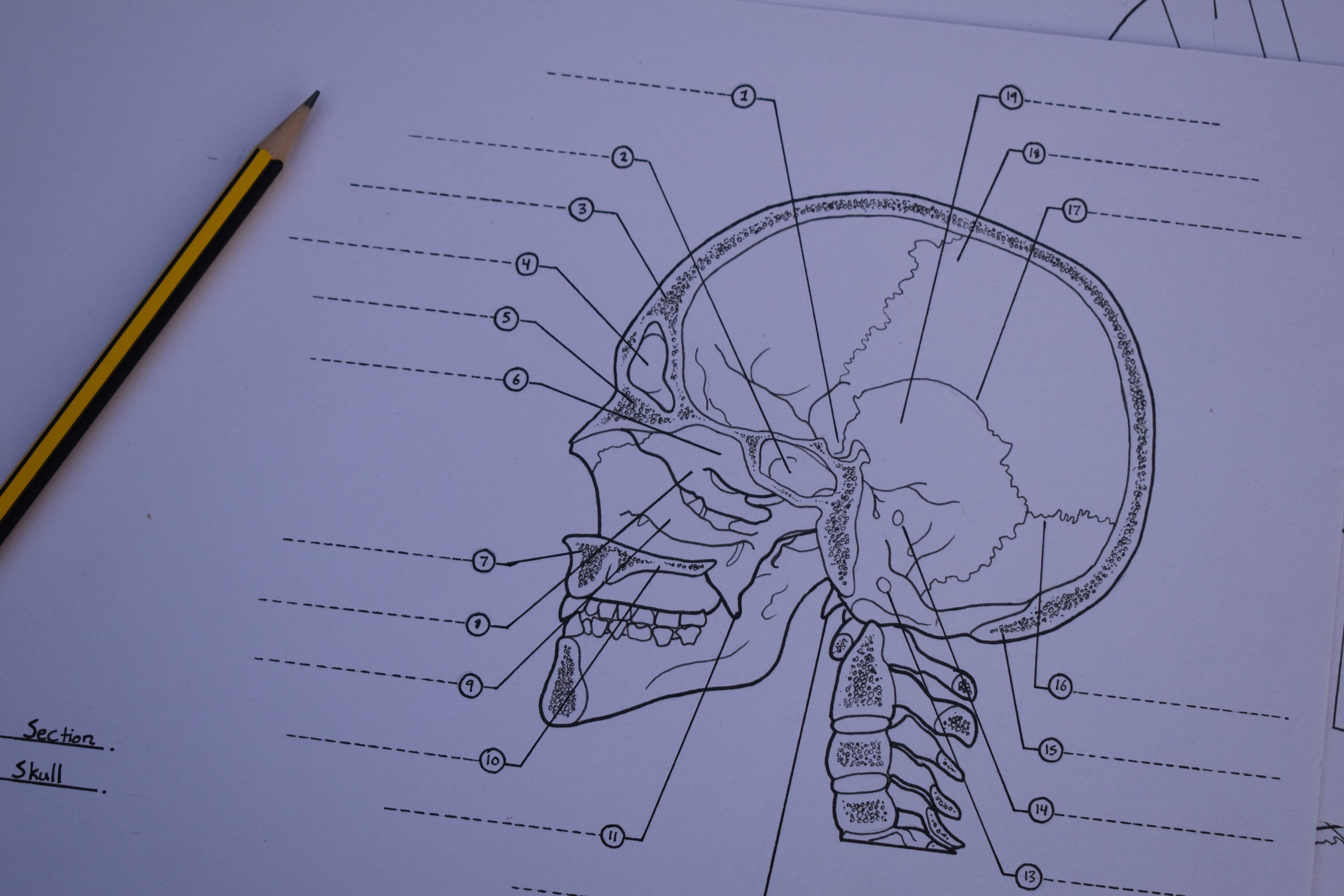 Skull Anatomy | Identification Fill - in Sheets. - Etsy