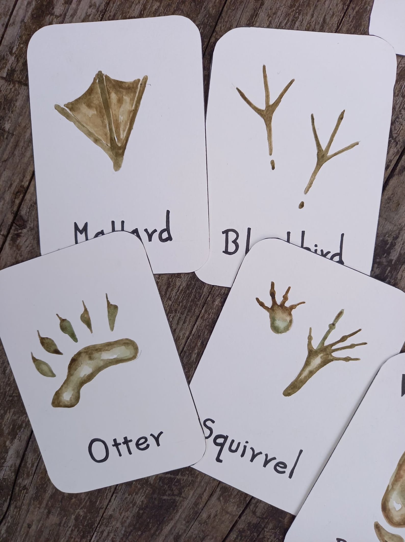Animal Track Flashcards | British Nature Education - Etsy