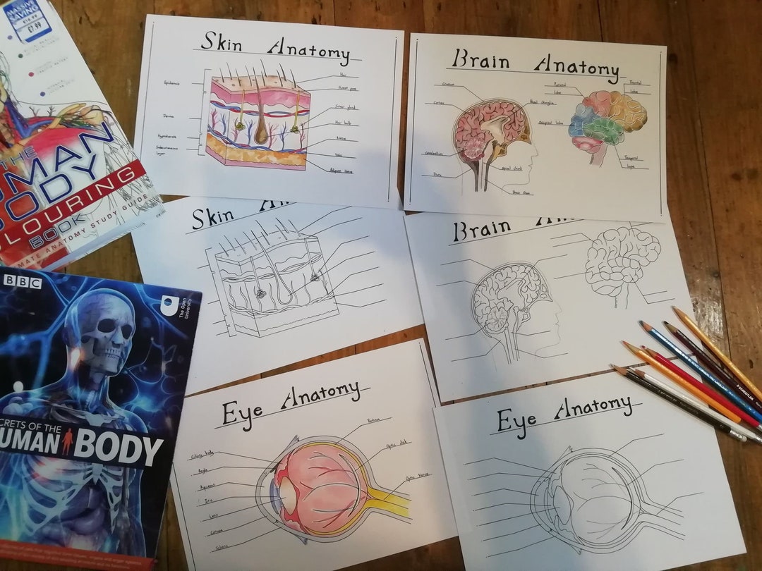 Human Anatomy Bundle Pack - Etsy