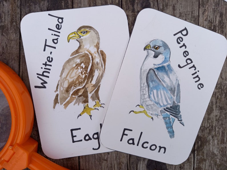 Birds of Prey Flashcards | British Nature Education - Etsy