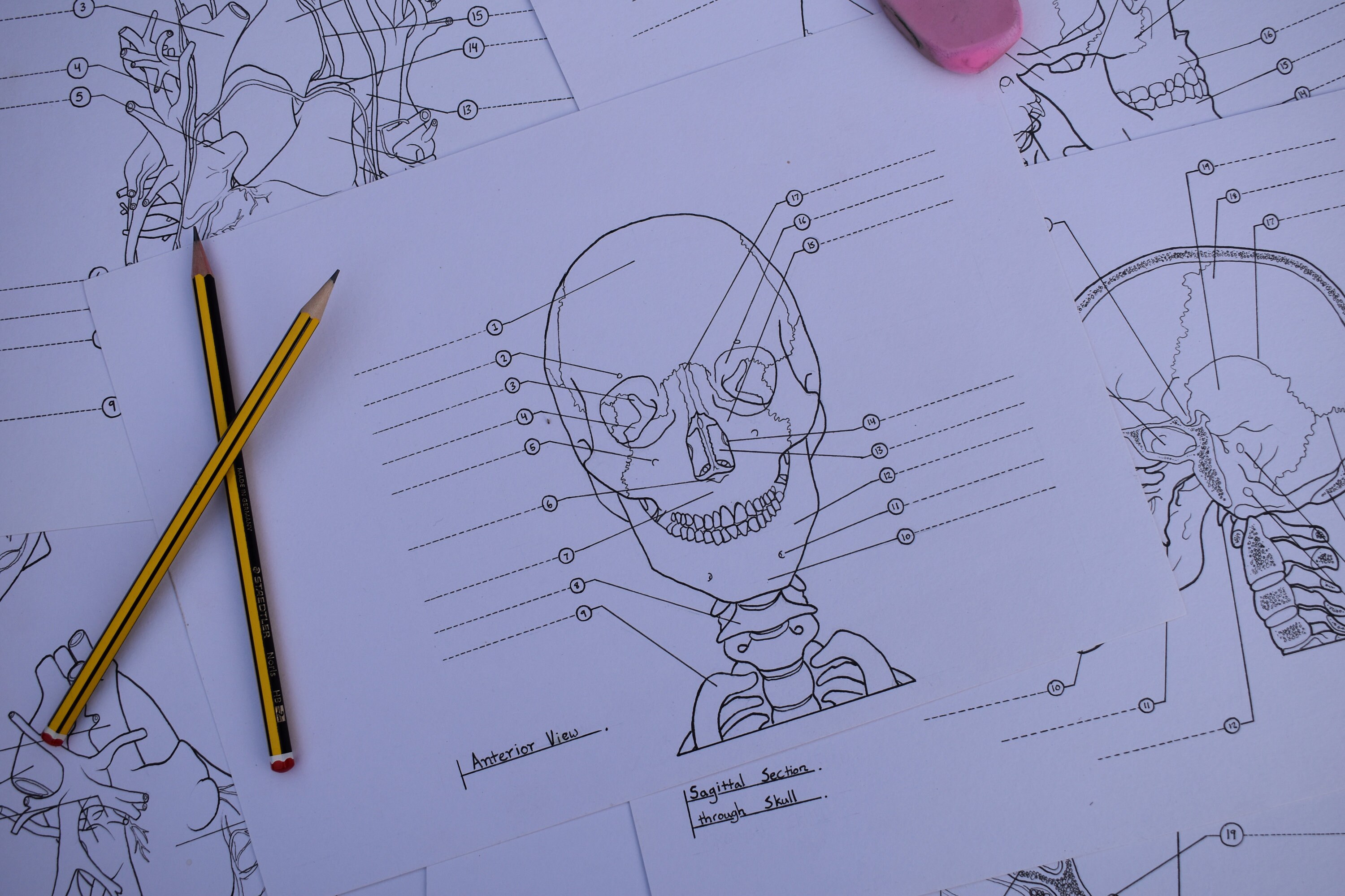 Skull Anatomy | Identification Fill - in Sheets. - Etsy