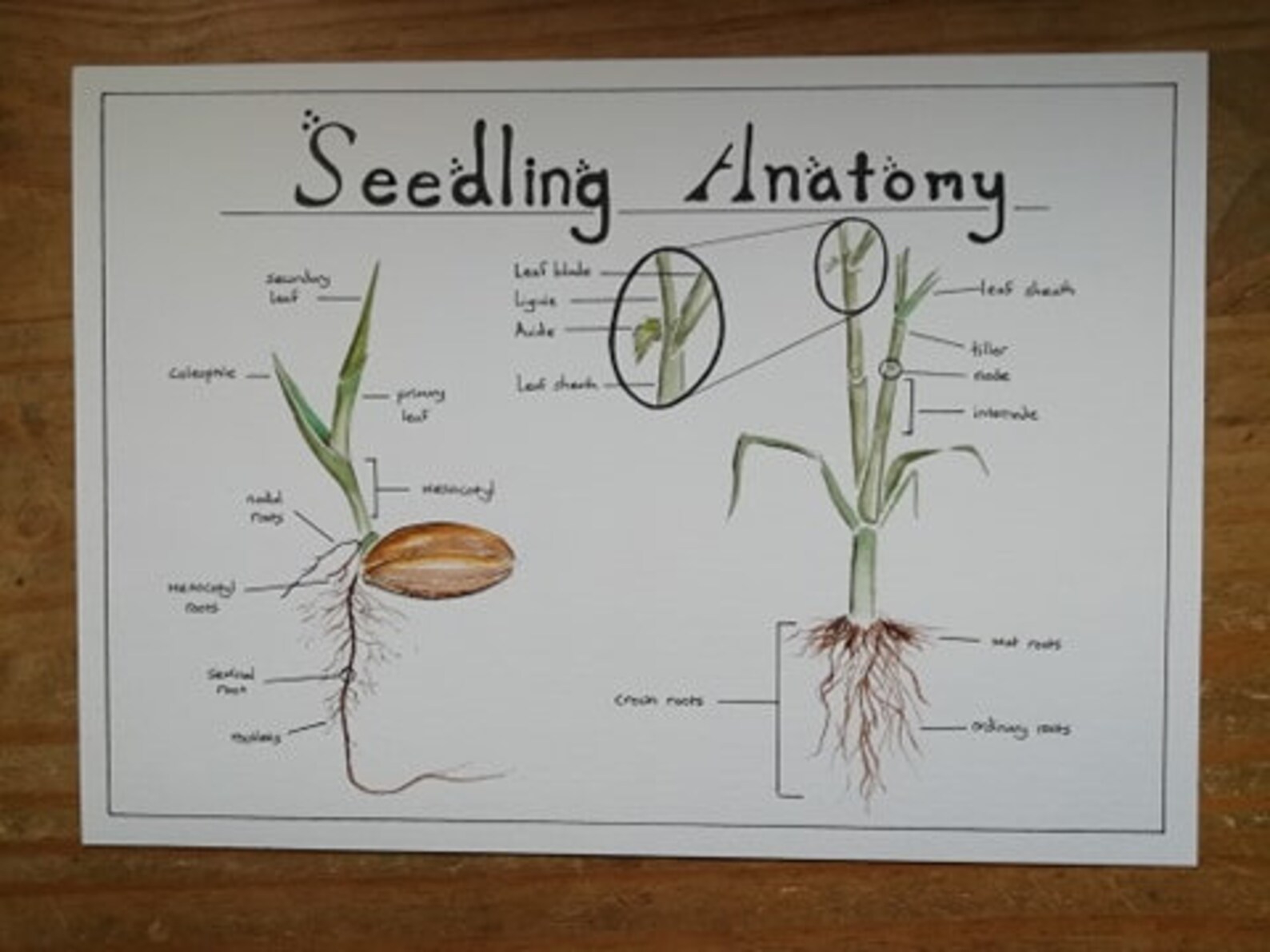 Seedling Anatomy Poster - Etsy