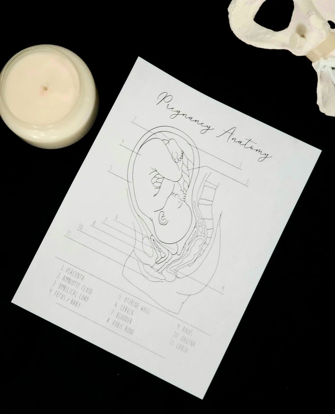 UNBRANDED Pregnancy Anatomy Handout for Birth Workers, Pregnancy ...