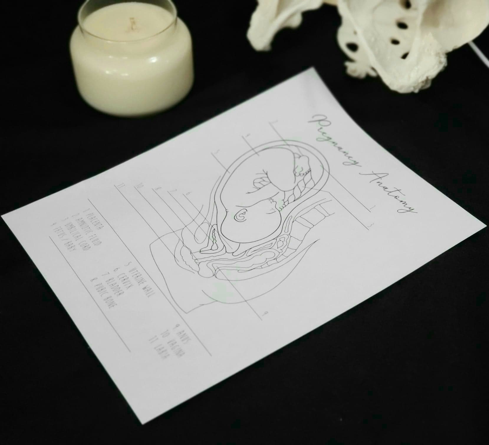 UNBRANDED Pregnancy Anatomy Handout for Birth Workers, Pregnancy ...