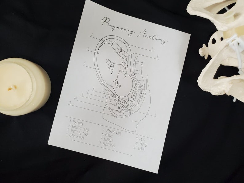 UNBRANDED Pregnancy Anatomy Handout for Birth Workers, Pregnancy ...