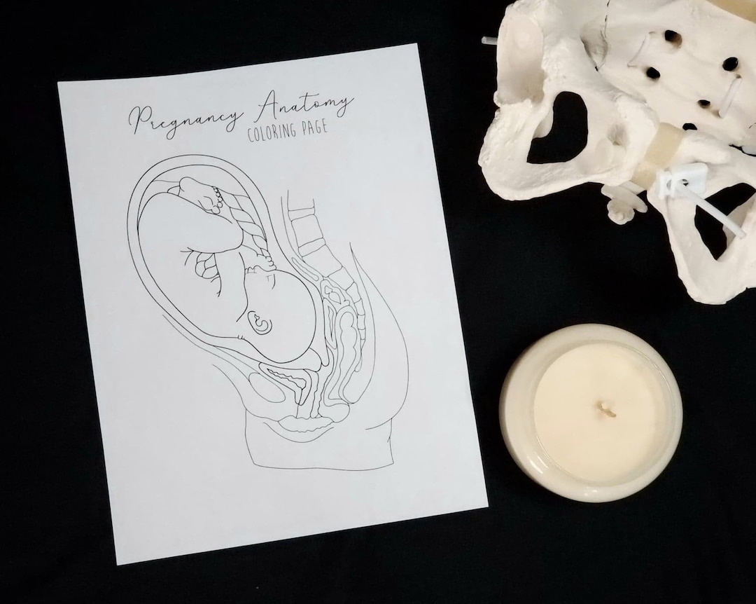 UNBRANDED, Pregnancy Anatomy Coloring Page, Pregnancy Anatomy in Canada ...