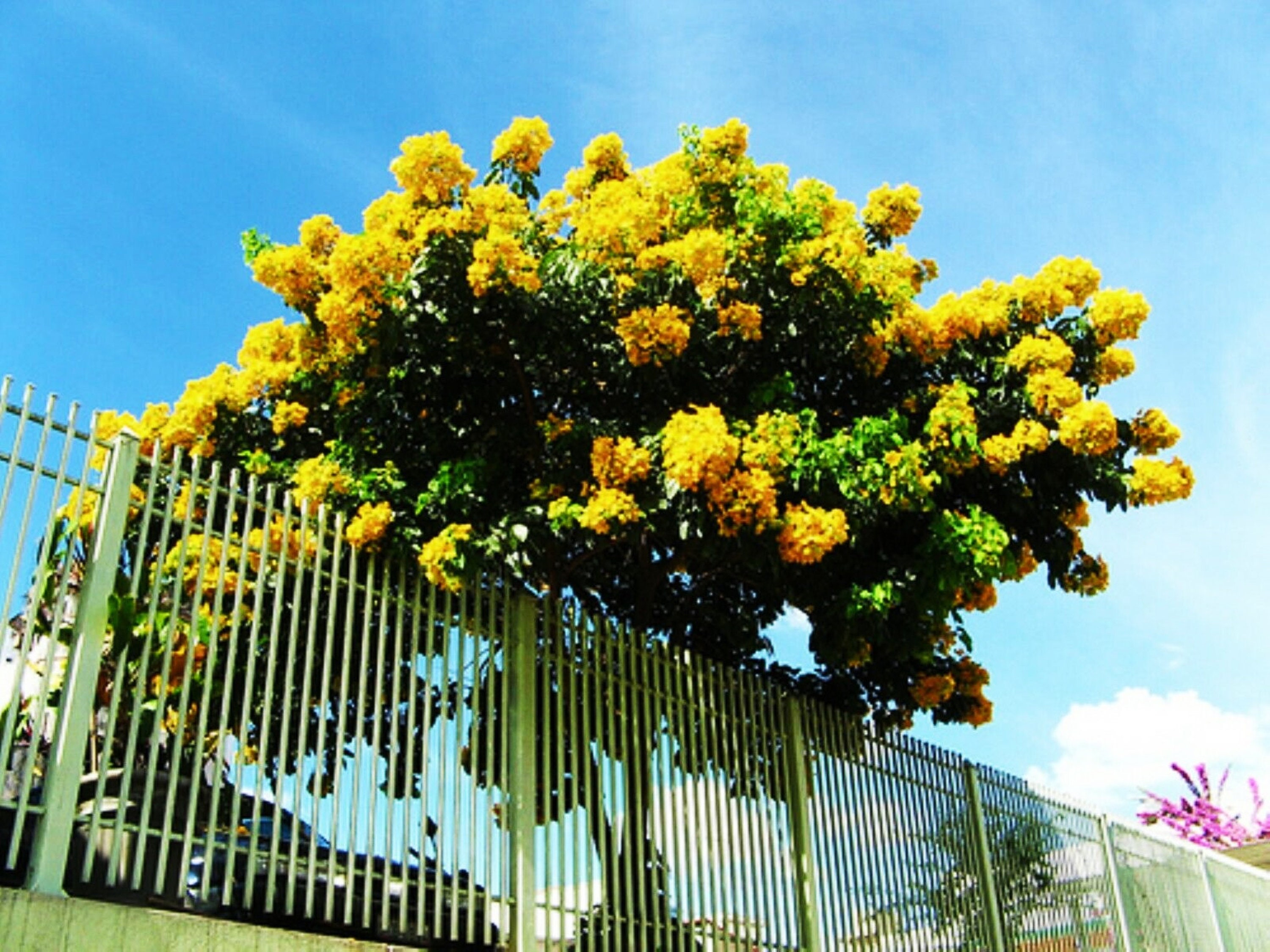 Milk Crape Myrtle Cuttings Crepe Myrtle fast grow for rooting | Etsy