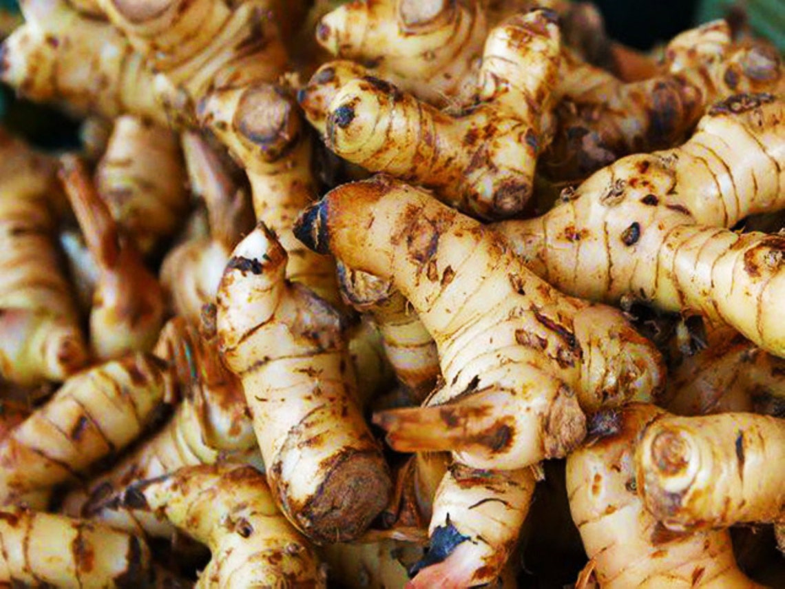 GALANGAL Rhizome THAI Ginger Live Plant Spicy Ginger galangal | Etsy