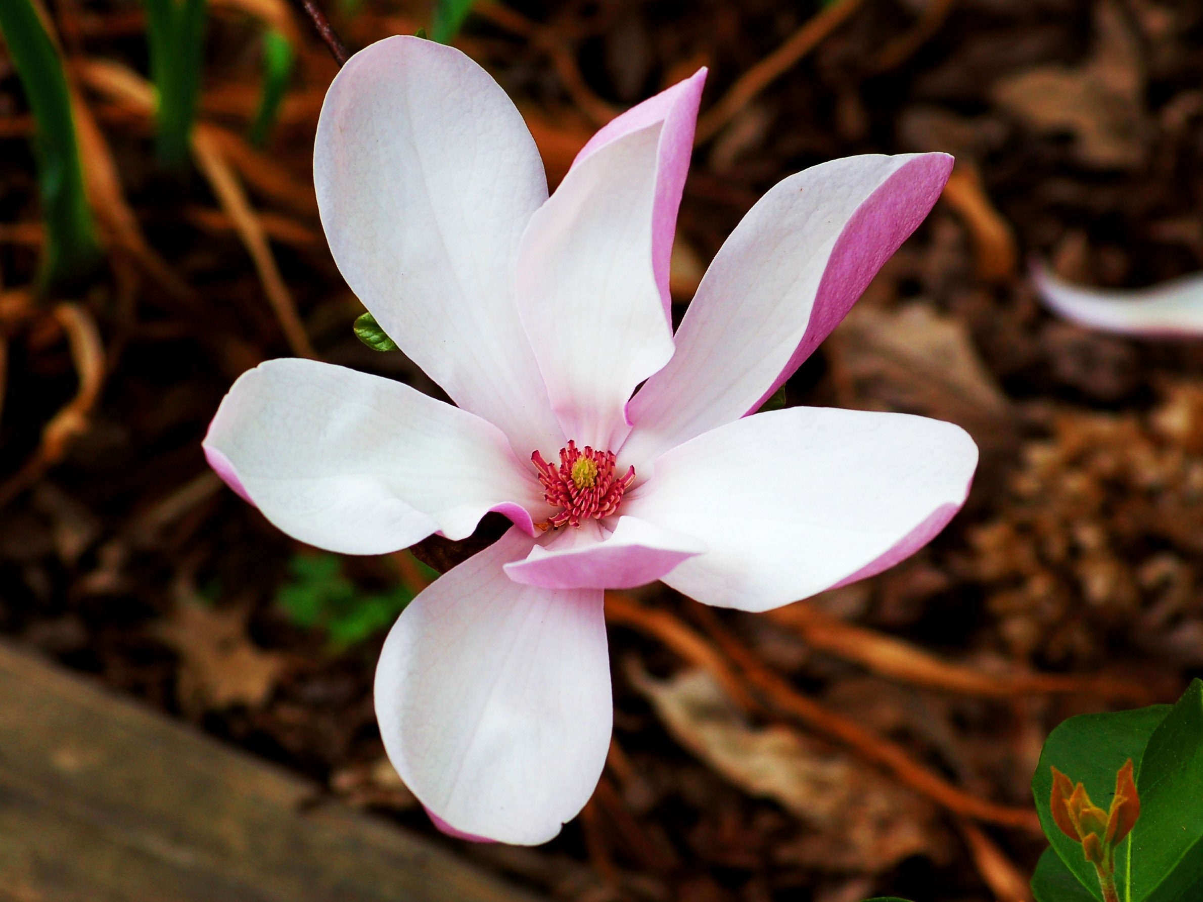 Jane magnolia Magnoliaceae Pink Chinese Magnolia the best | Etsy