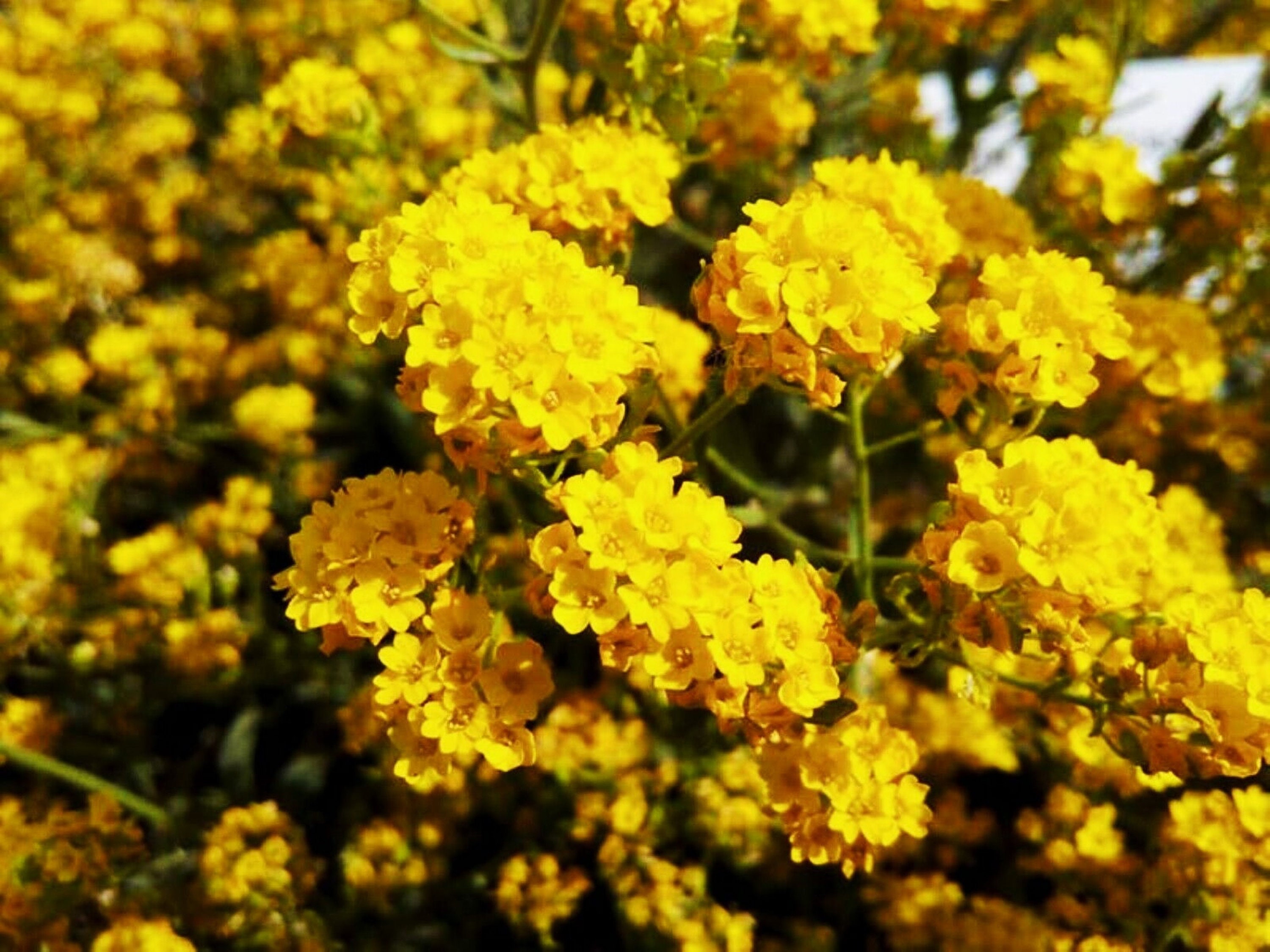 Milk Crape Myrtle Cuttings Crepe Myrtle fast grow for rooting | Etsy